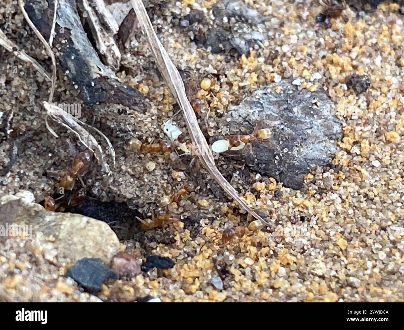 Yellow Pyramid Ant (Dorymyrmex flavus Stock Photo - Alamy