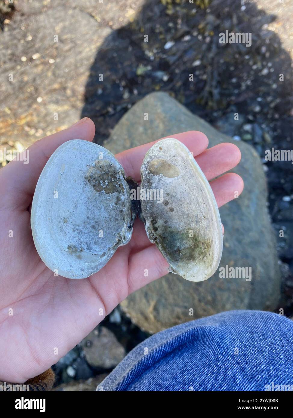 Butter Clam (Saxidomus gigantea Stock Photo - Alamy