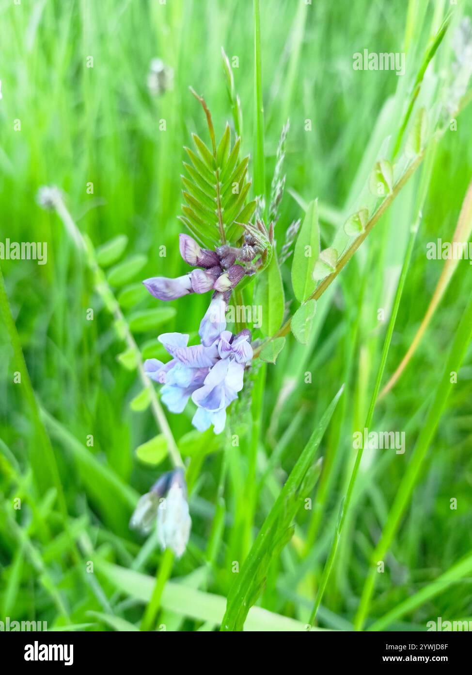 Bush Vetch (Vicia sepium Stock Photo - Alamy