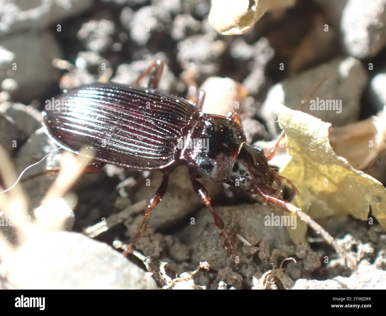 European Gazelle Beetle (Nebria brevicollis Stock Photo - Alamy