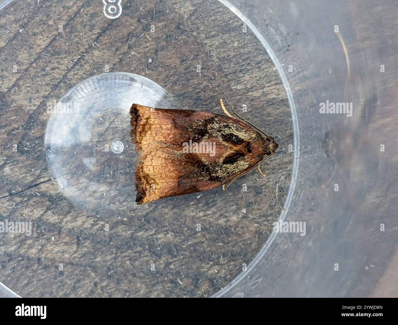 Large Fruit-tree Tortrix (Archips podana Stock Photo - Alamy