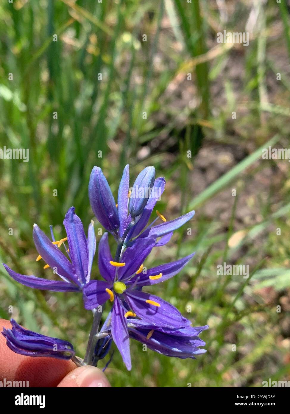 small camas (Camassia quamash Stock Photo - Alamy
