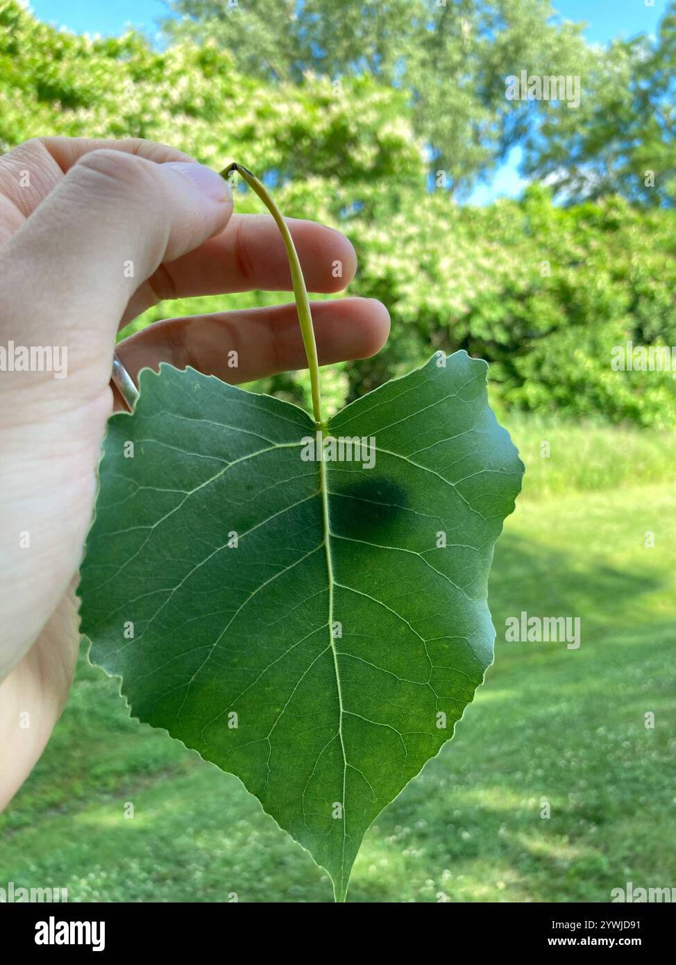 Eastern Cottonwood (Populus deltoides Stock Photo - Alamy