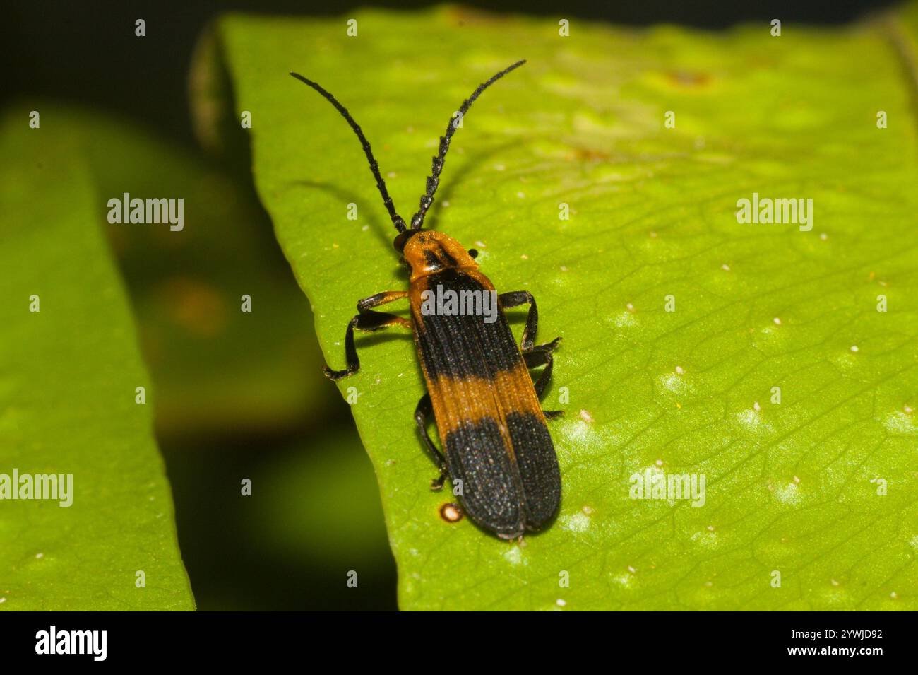 Net-winged Beetles (Lycidae Stock Photo - Alamy
