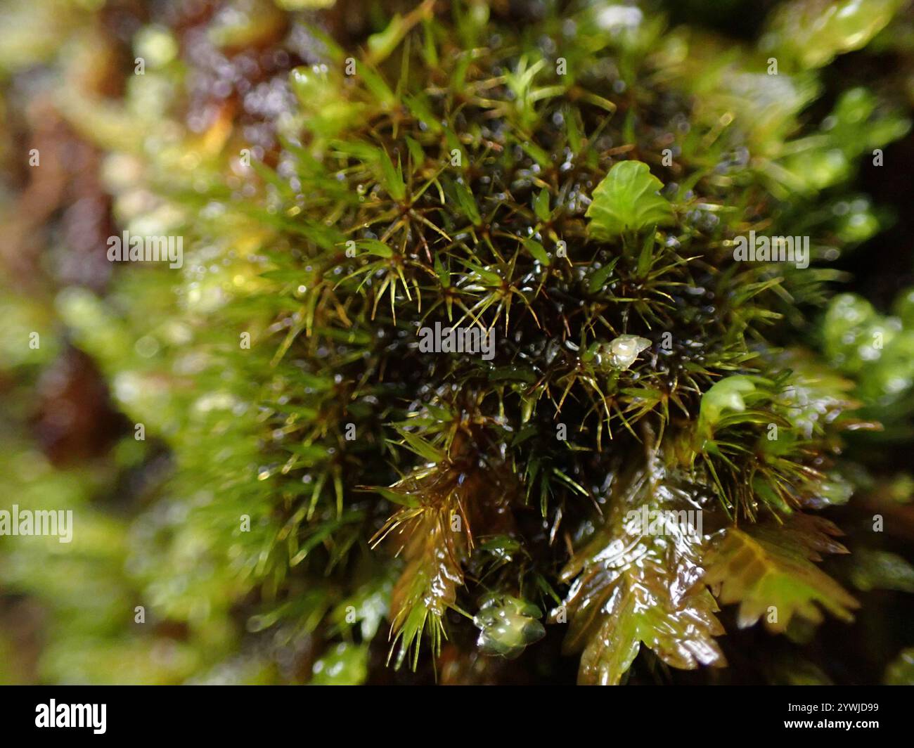 Sharp-leaved Blindia (Blindia acuta Stock Photo - Alamy