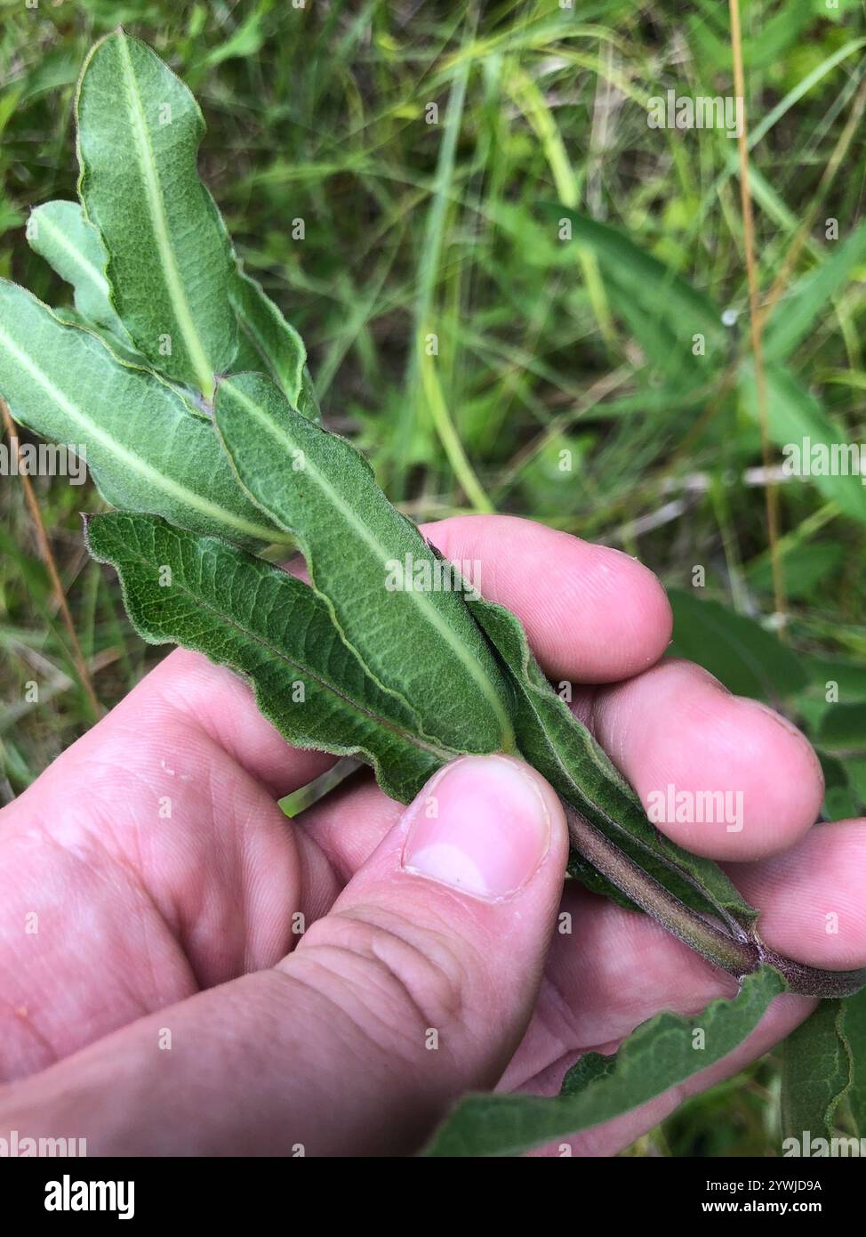 green comet milkweed (Asclepias viridiflora Stock Photo - Alamy