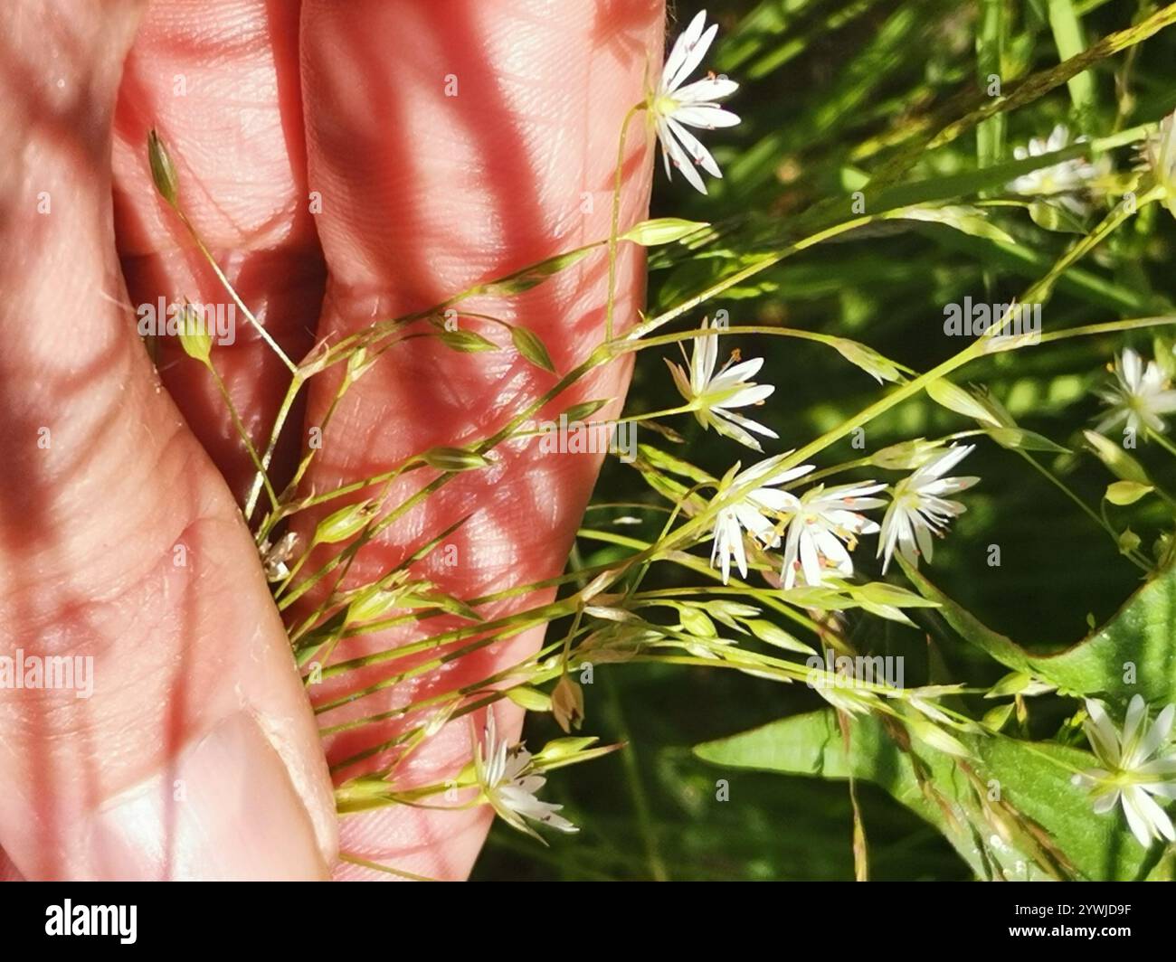 long-leaved starwort (Stellaria longifolia Stock Photo - Alamy