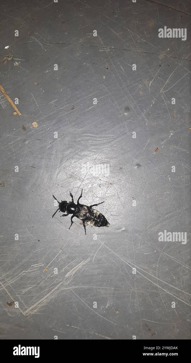 Creophilus maxillosus hi-res stock photography and images - Alamy