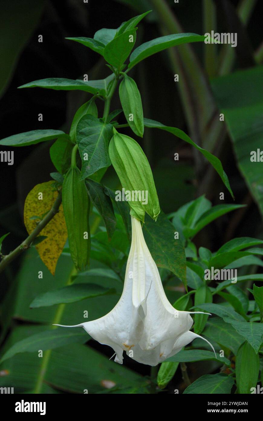 night bells (Brugmansia suaveolens Stock Photo - Alamy