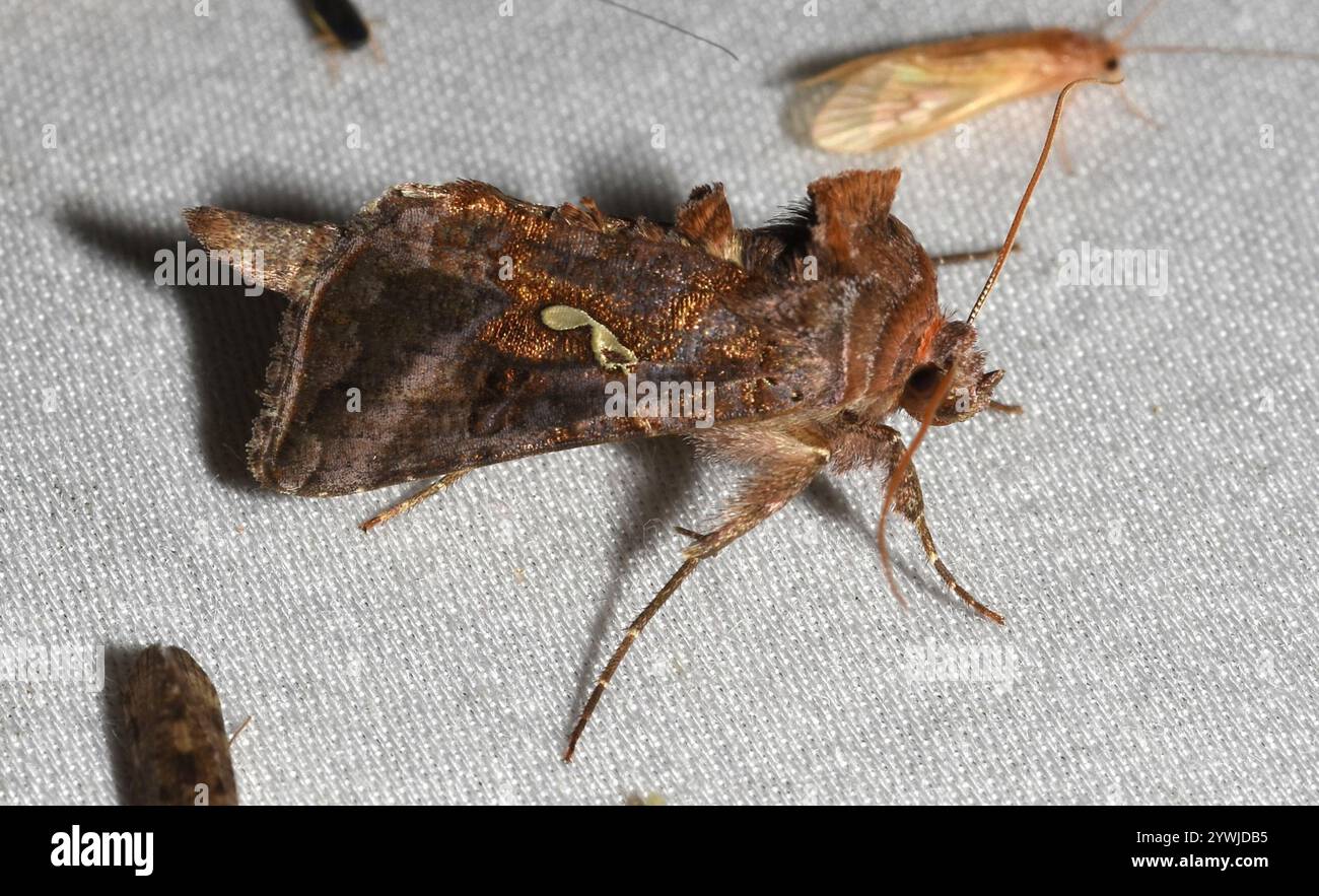 Common Looper Moth (Autographa precationis Stock Photo - Alamy