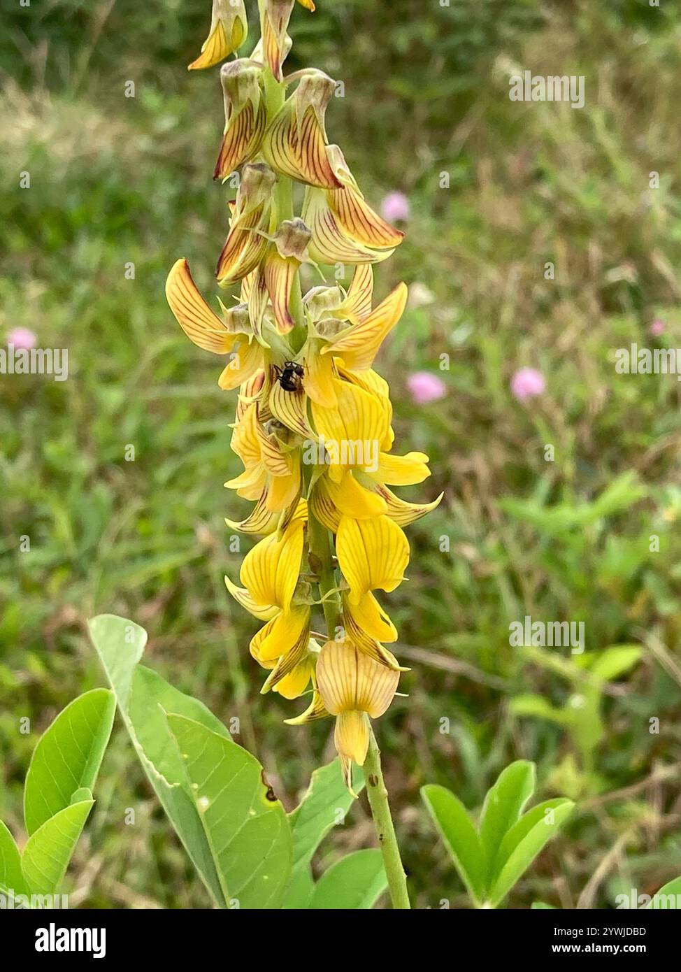 Streaked Rattlepod (Crotalaria pallida Stock Photo - Alamy
