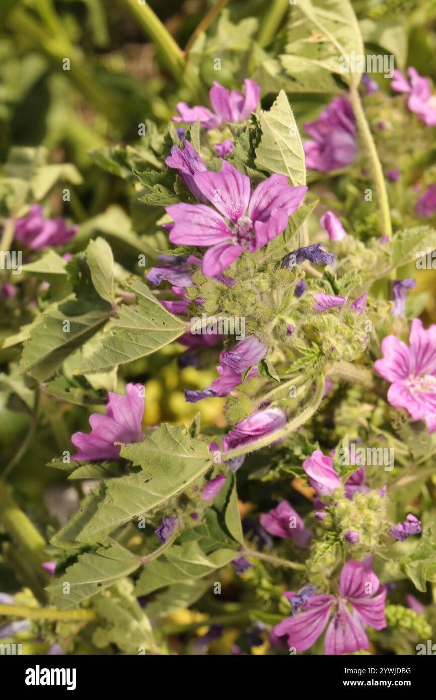 Common Mallow (Malva sylvestris Stock Photo - Alamy