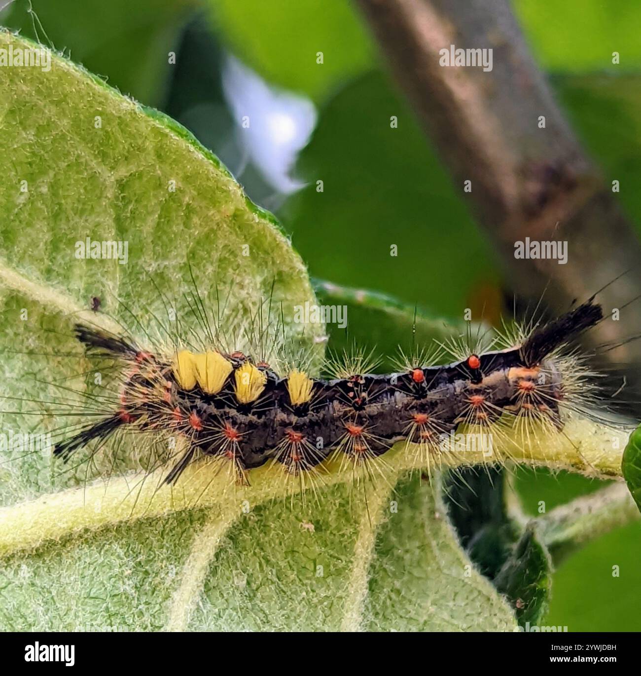 Rusty Tussock Moth (Orgyia antiqua Stock Photo - Alamy