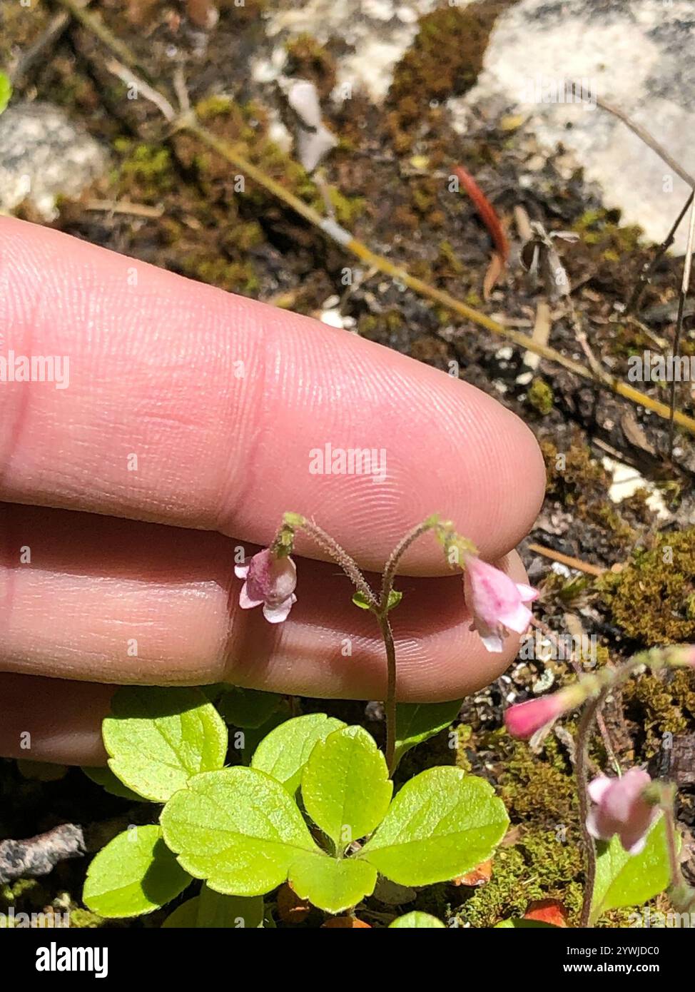 Twinflower (Linnaea borealis Stock Photo - Alamy