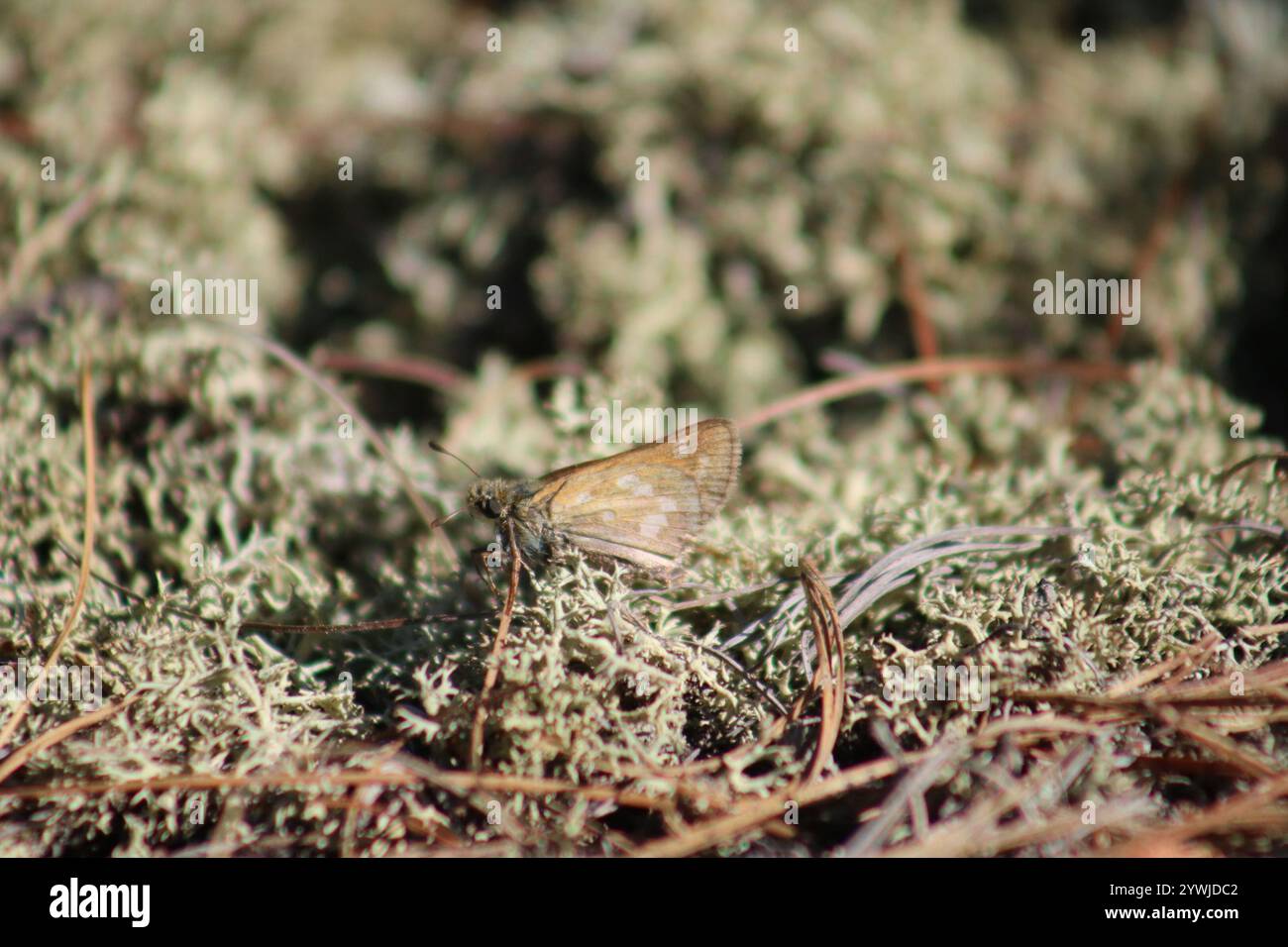 Indian Skipper (Hesperia sassacus Stock Photo - Alamy
