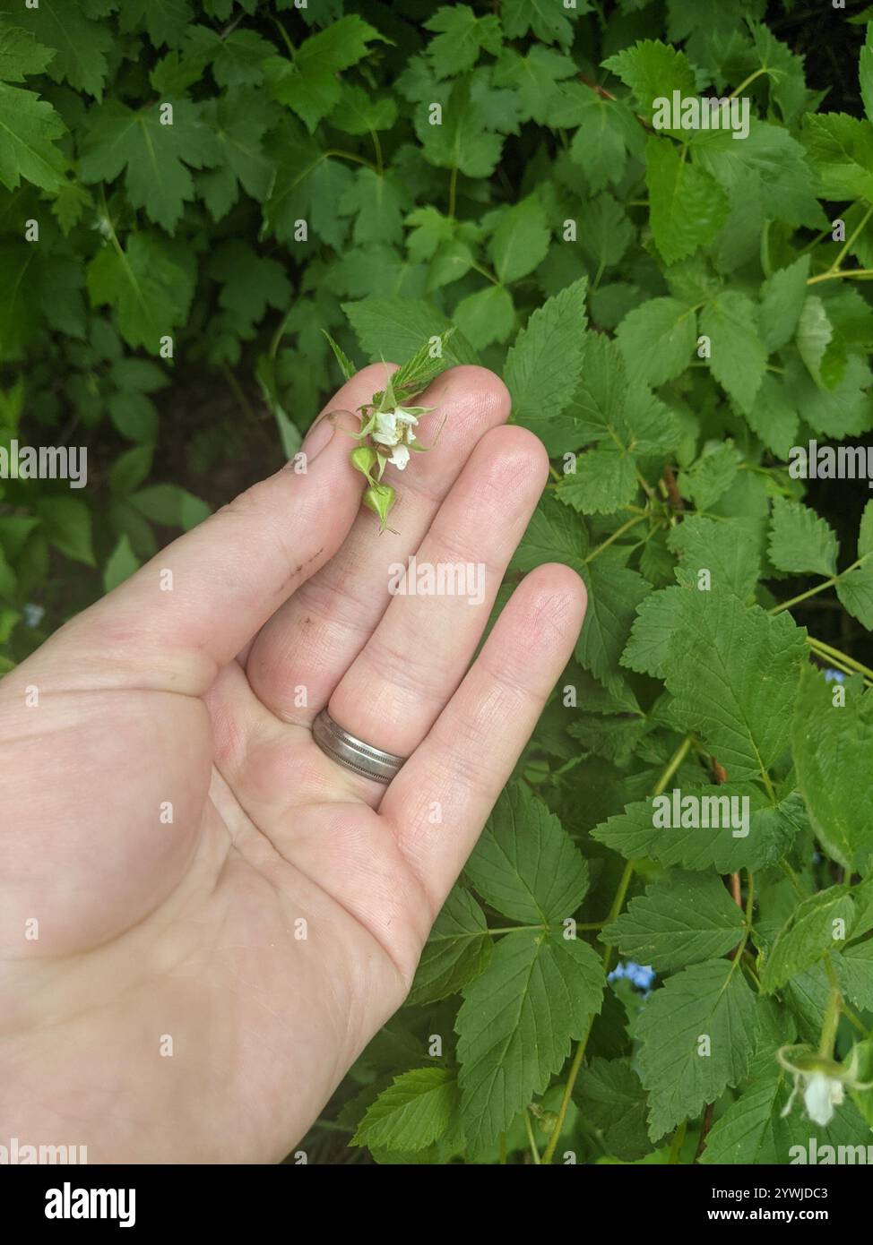 American red raspberry (Rubus idaeus strigosus Stock Photo - Alamy