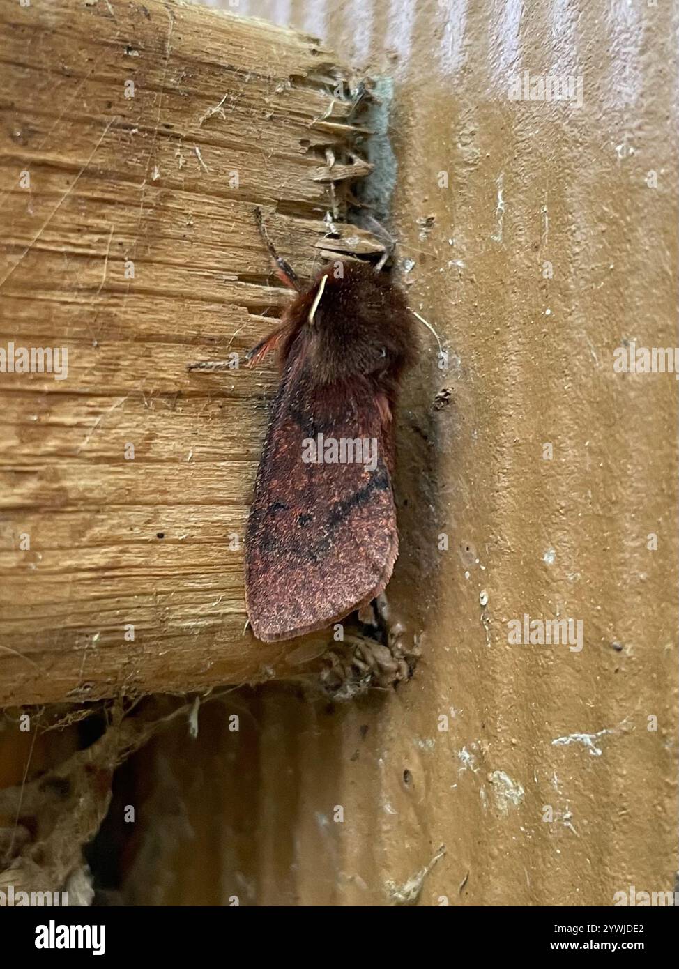 Large Ruby Tiger Moth (Phragmatobia assimilans Stock Photo - Alamy