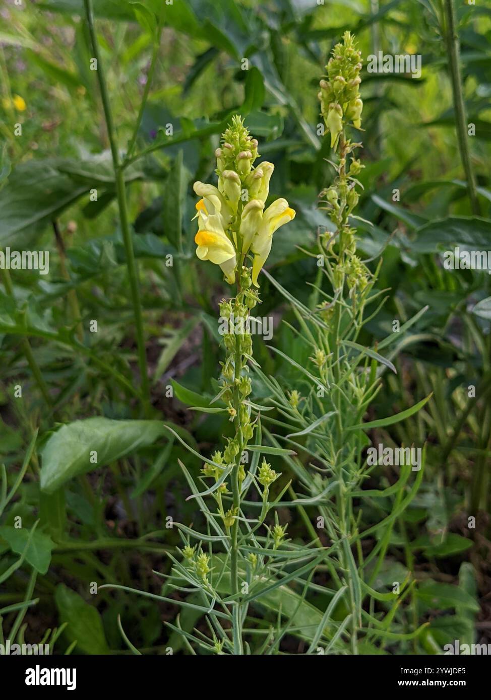 common toadflax (Linaria vulgaris Stock Photo - Alamy