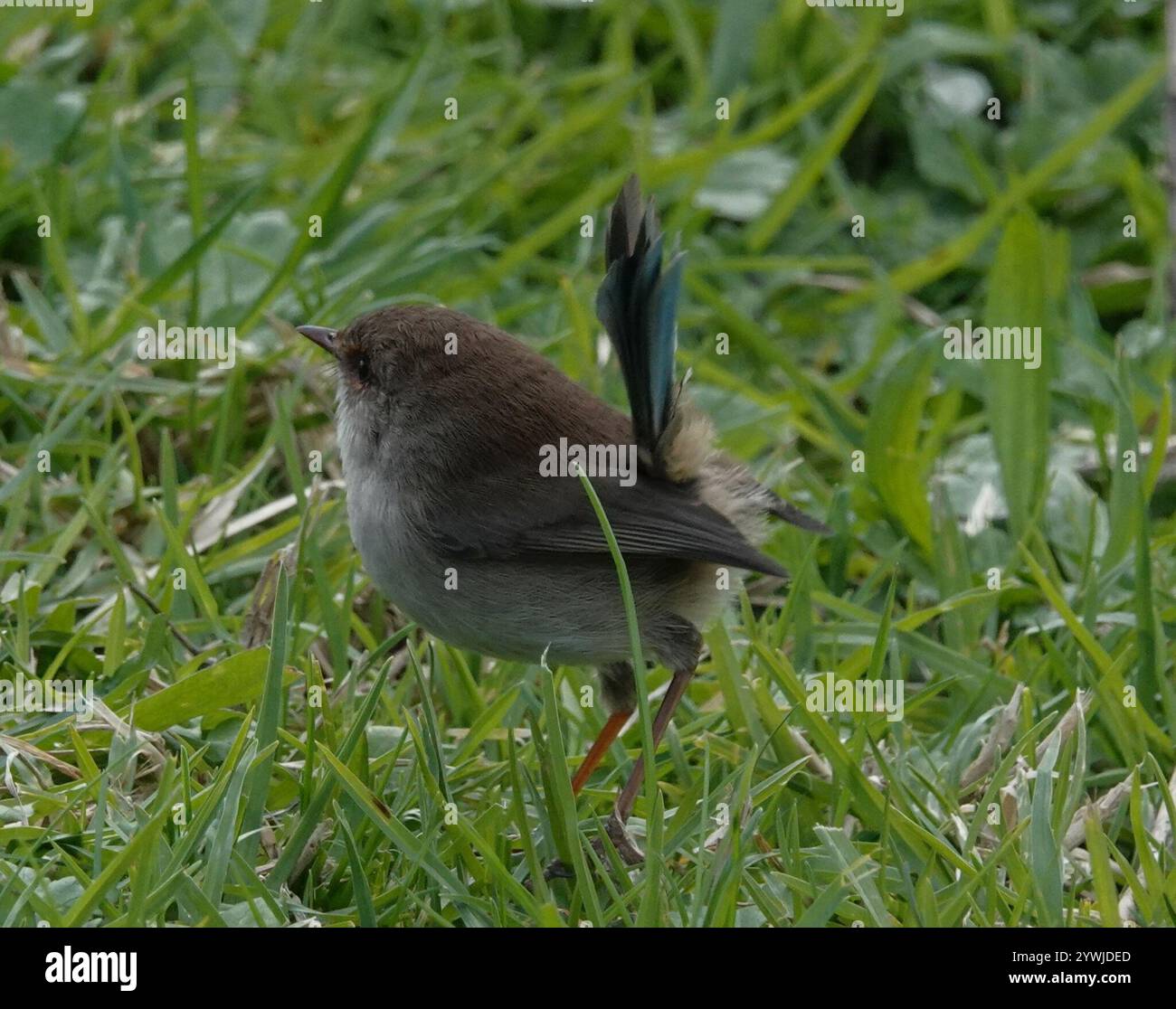 Superb Fairywren (Malurus cyaneus Stock Photo - Alamy