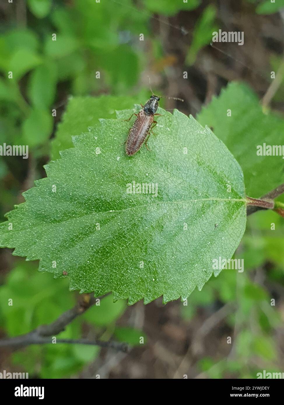 Click Beetles (Elateridae Stock Photo - Alamy