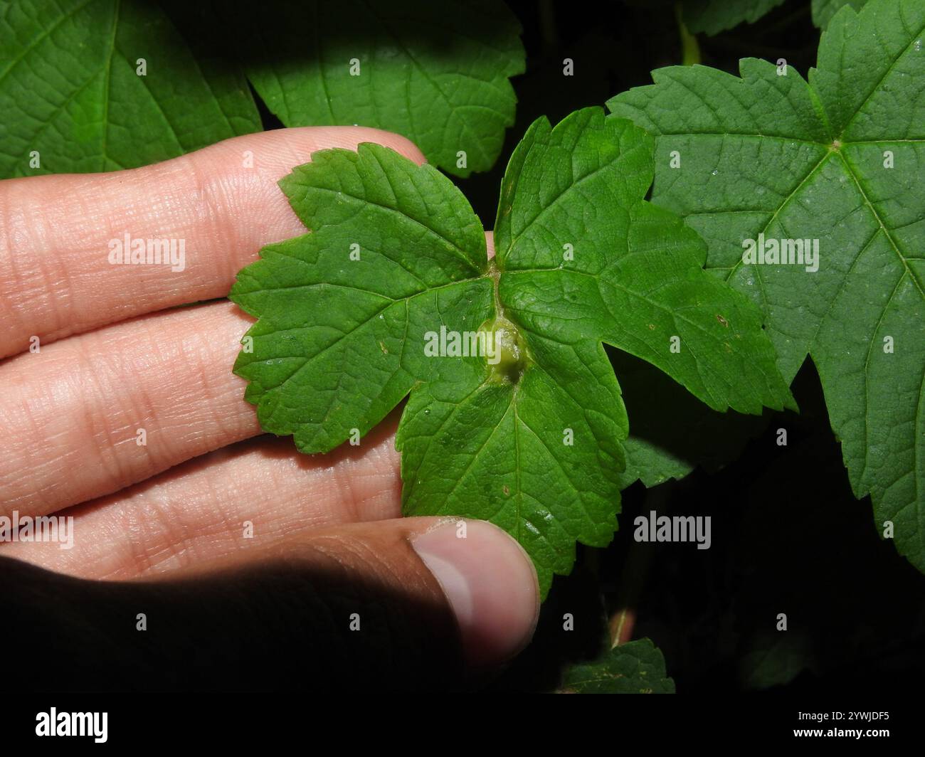 solitary maple leaf gall mite (Aceria macrochela Stock Photo - Alamy