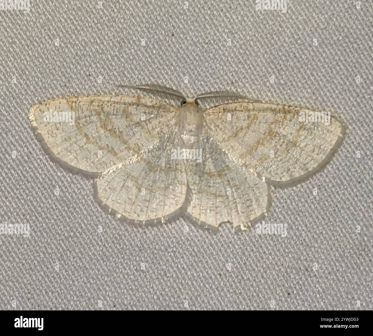 Yellow-dusted Cream Moth (Cabera erythemaria Stock Photo - Alamy