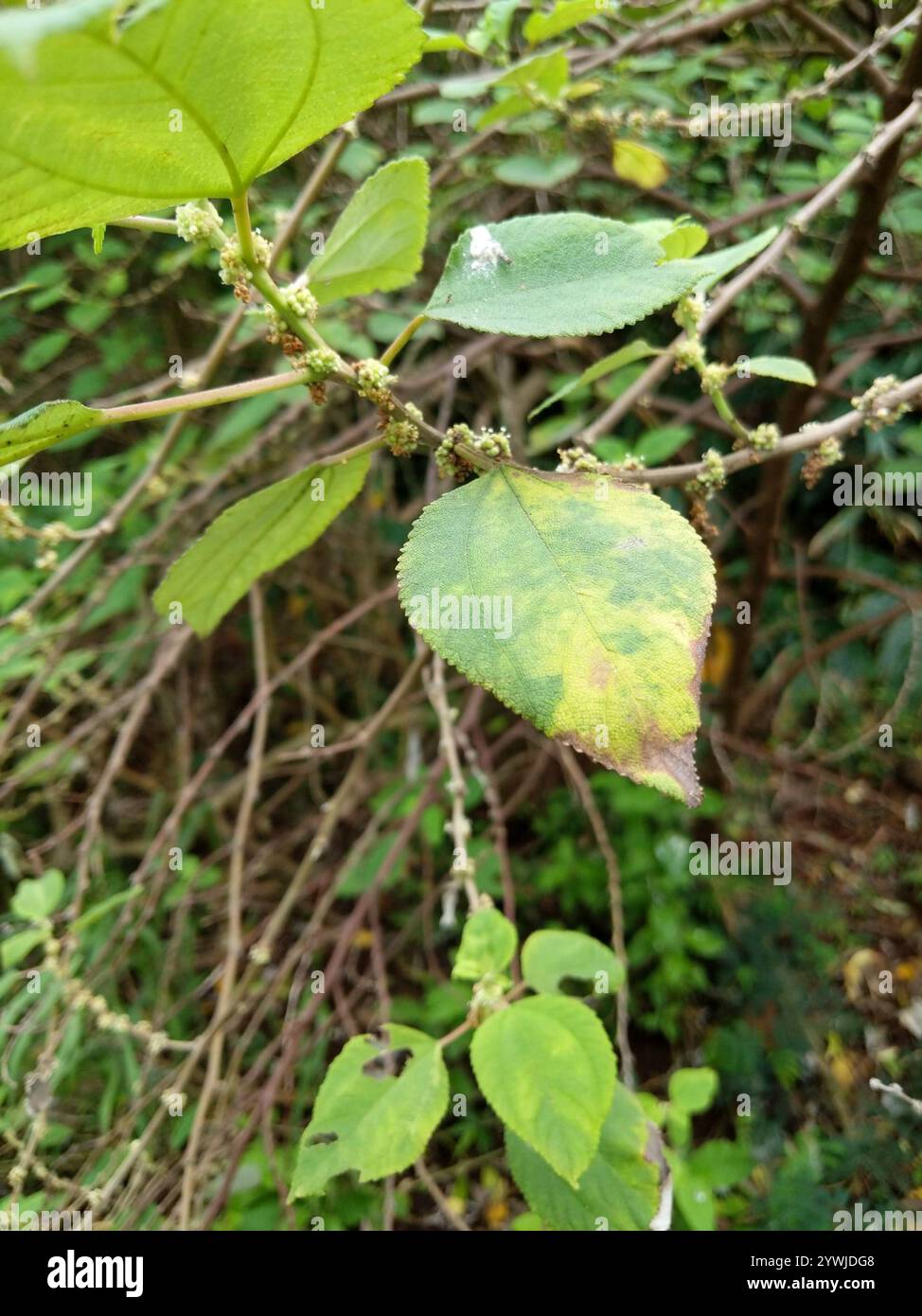 Māmaki (Pipturus albidus Stock Photo - Alamy