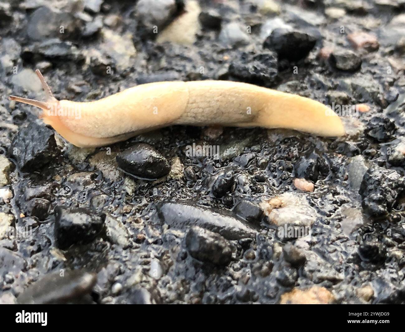Milky Slug (Deroceras reticulatum Stock Photo - Alamy