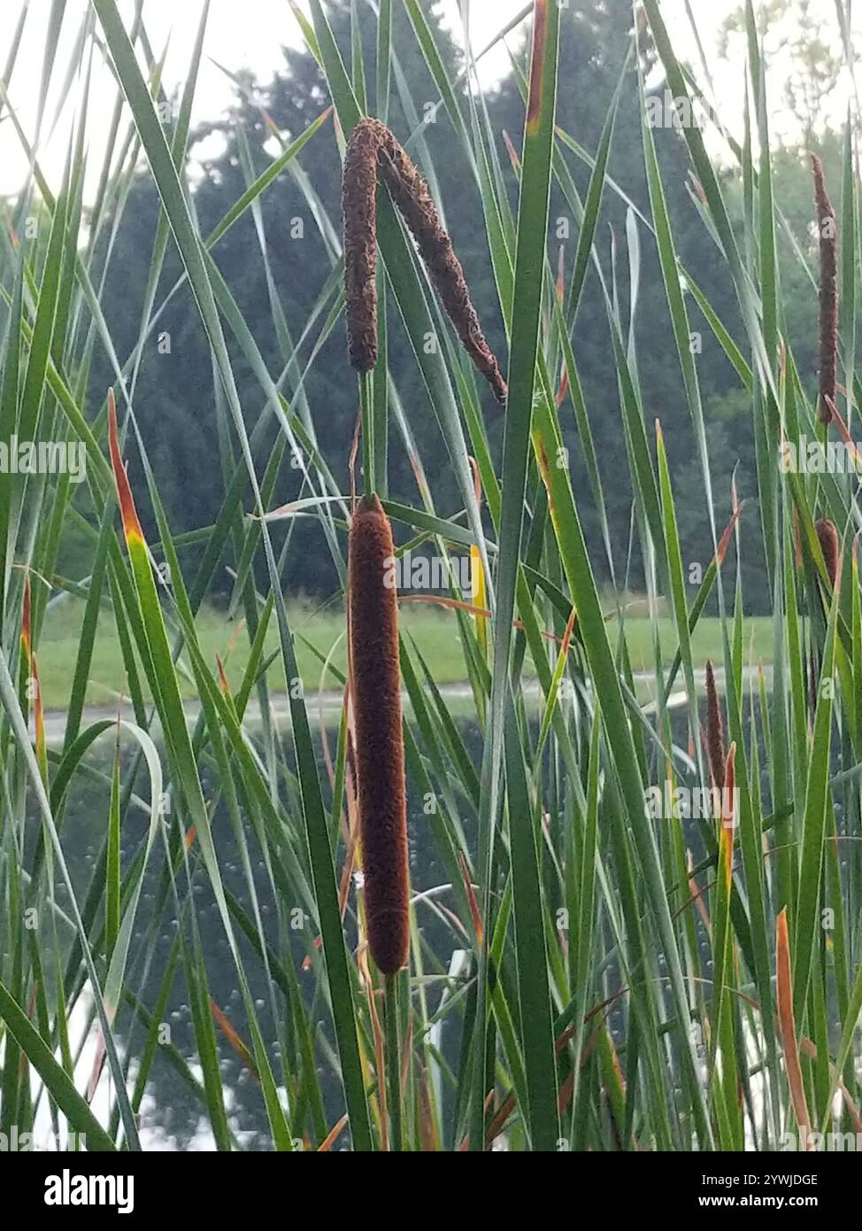 narrow-leaved cattail (Typha angustifolia Stock Photo - Alamy