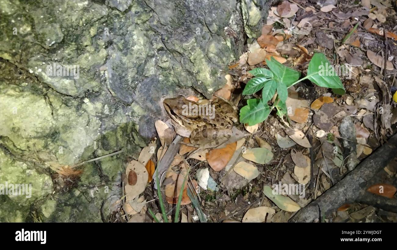 Spotted Foam-nest Frog (Leptodactylus insularum Stock Photo - Alamy