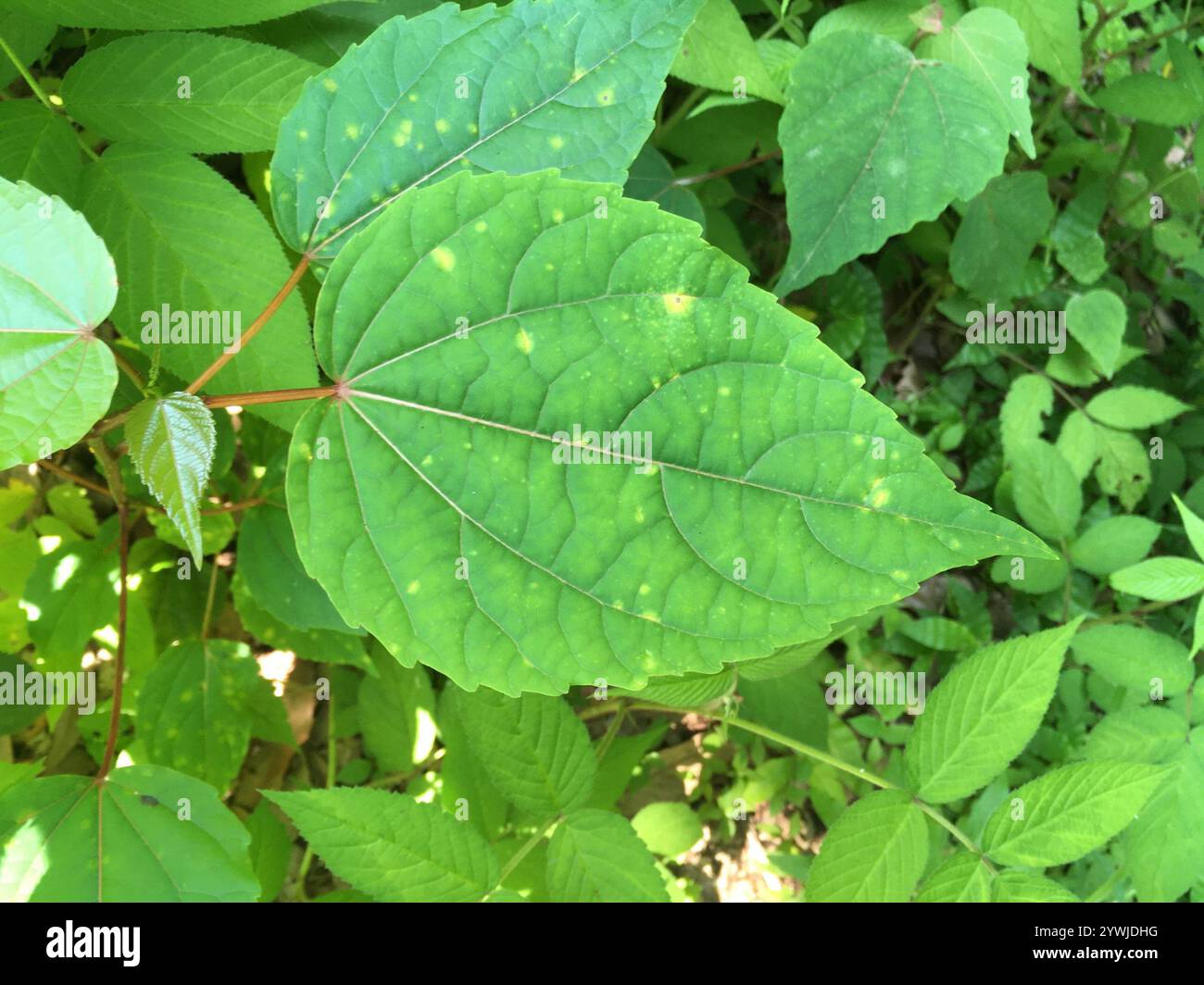 Wonder tree (Idesia polycarpa Stock Photo - Alamy