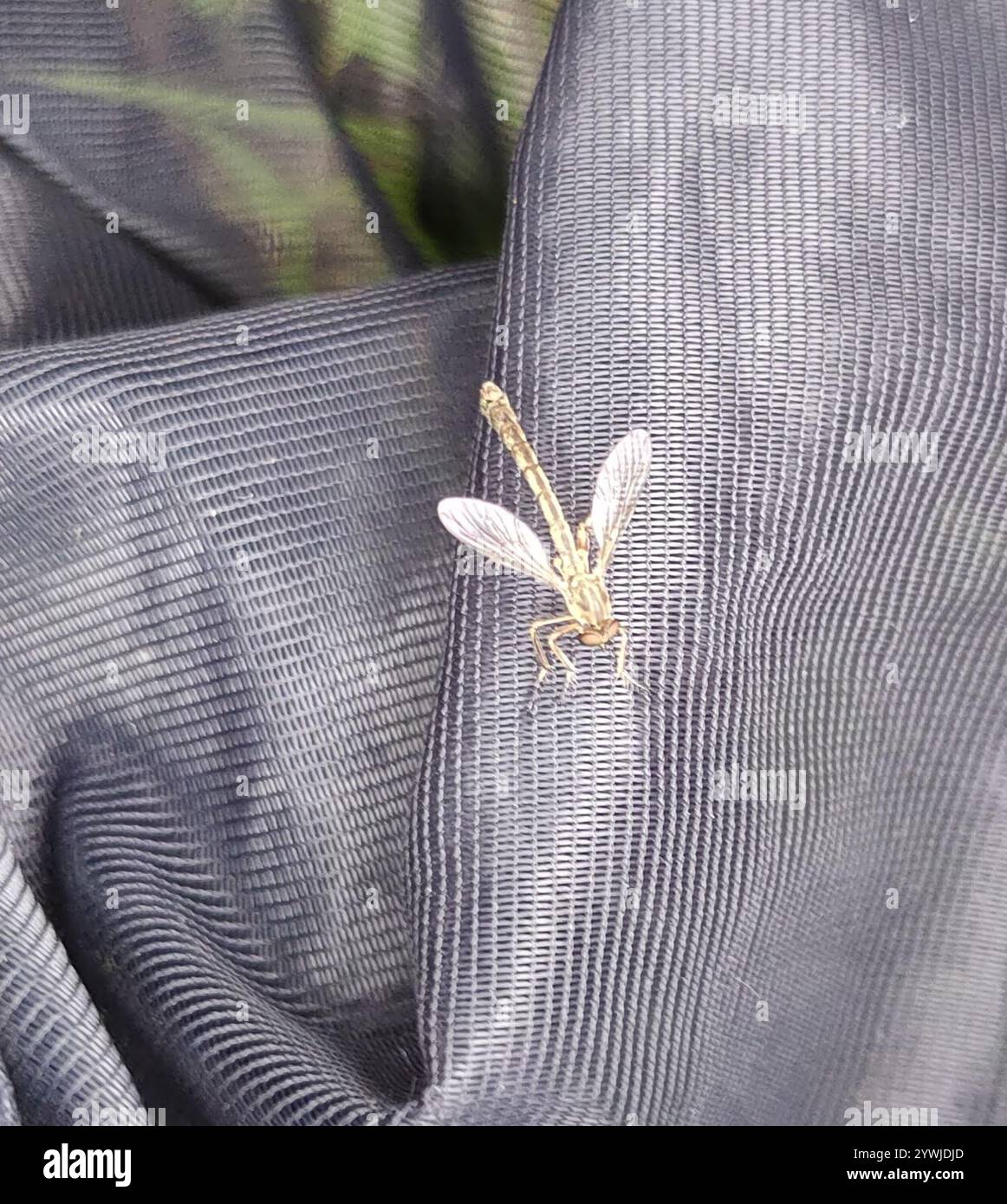 Slender Striped Robberfly (Leptogaster cylindrica Stock Photo - Alamy