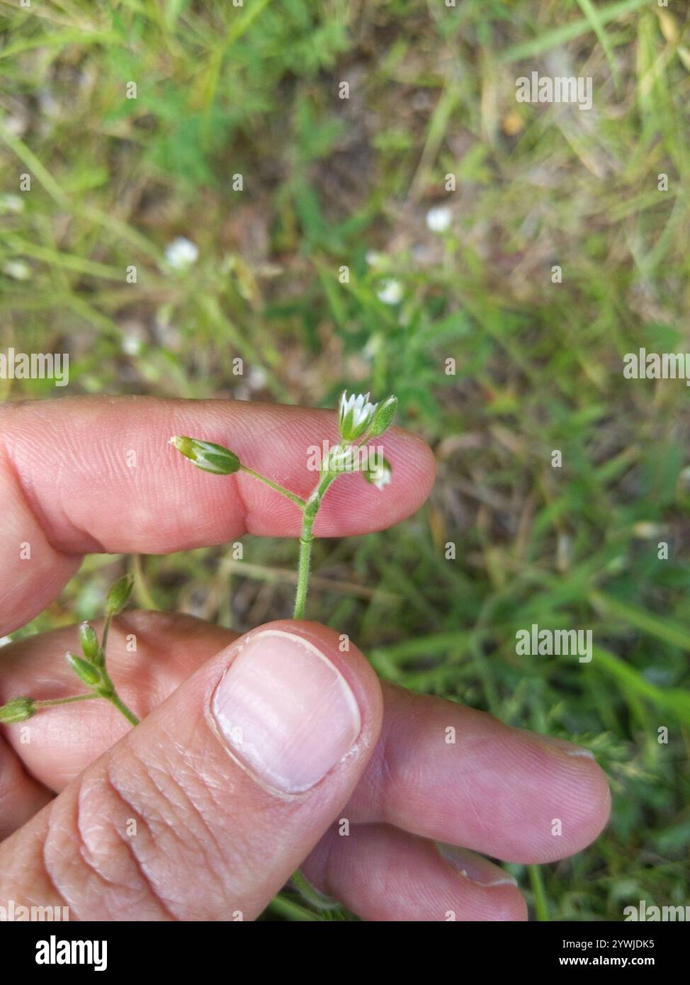 Common mouse-ear chickweed (Cerastium fontanum Stock Photo - Alamy