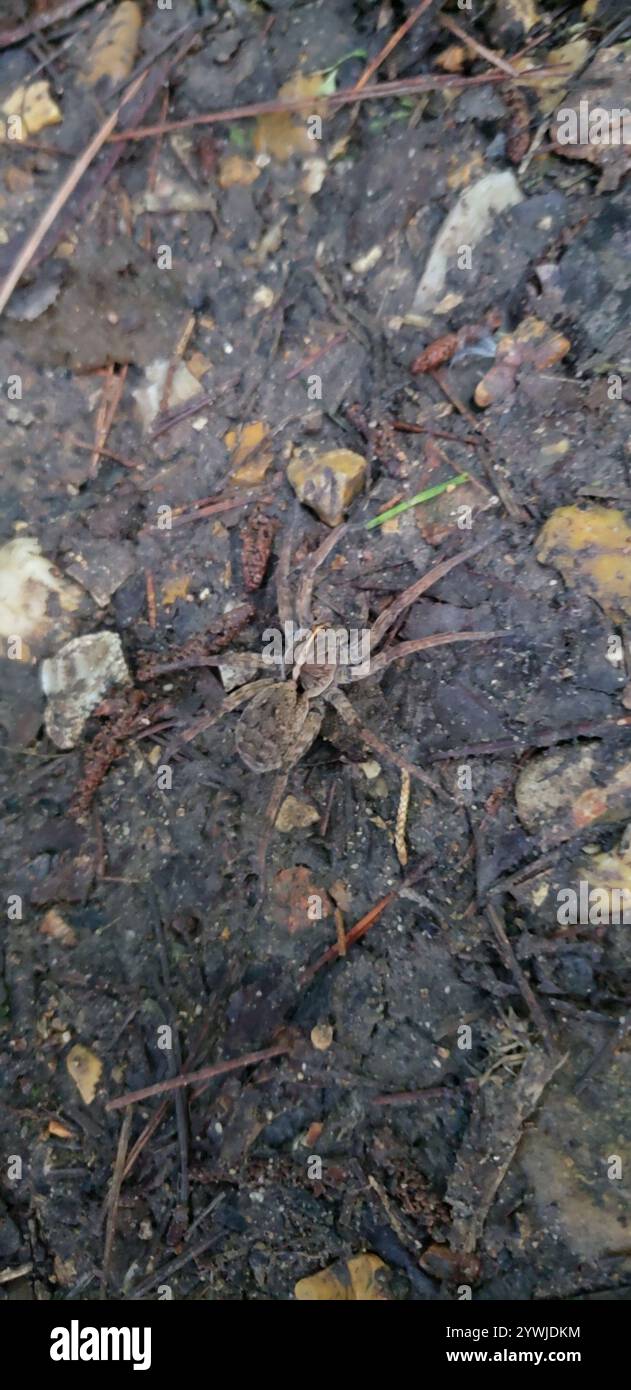 Georgia Wolf Spider (Tigrosa georgicola Stock Photo - Alamy