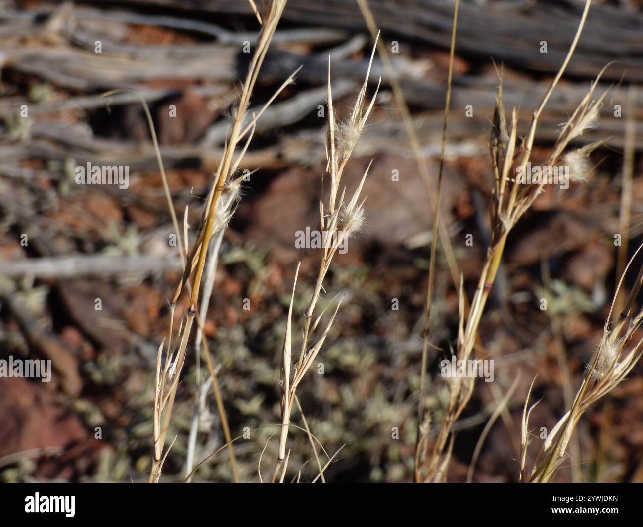 grasses, sedges, cattails, and allies (Poales Stock Photo - Alamy