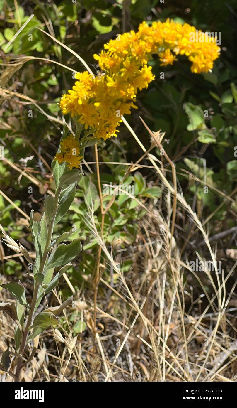 velvety goldenrod (Solidago velutina Stock Photo - Alamy