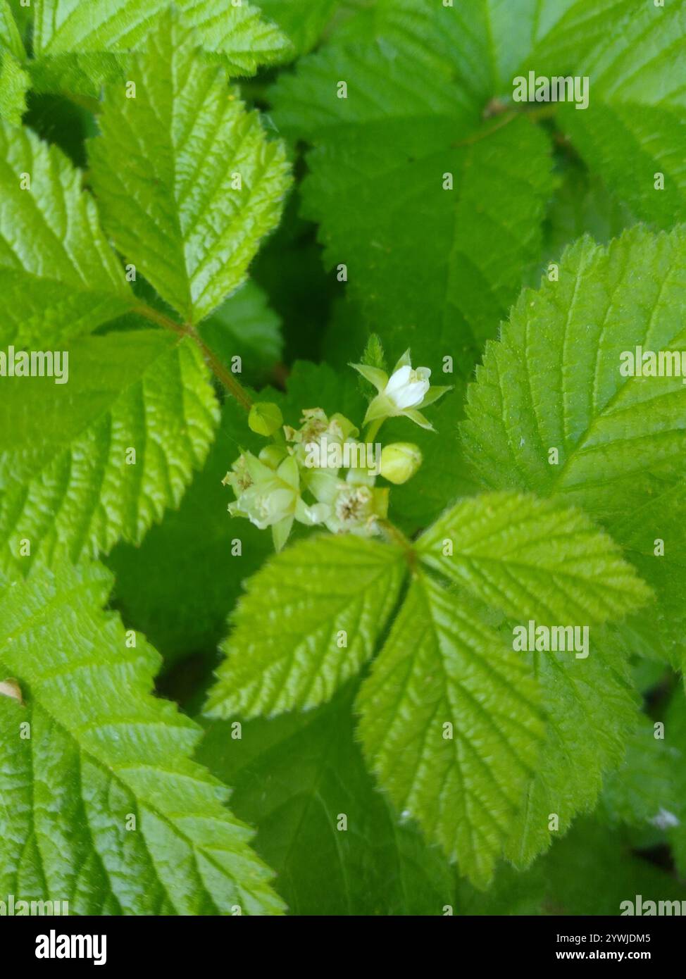Stone Bramble (Rubus saxatilis Stock Photo - Alamy