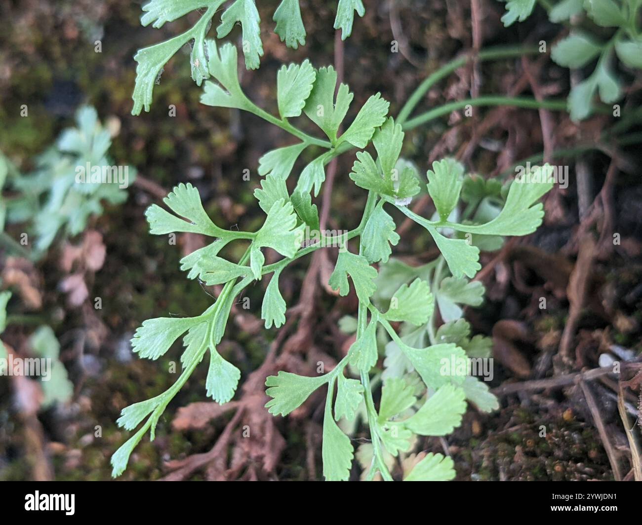 wall-rue (Asplenium ruta-muraria Stock Photo - Alamy