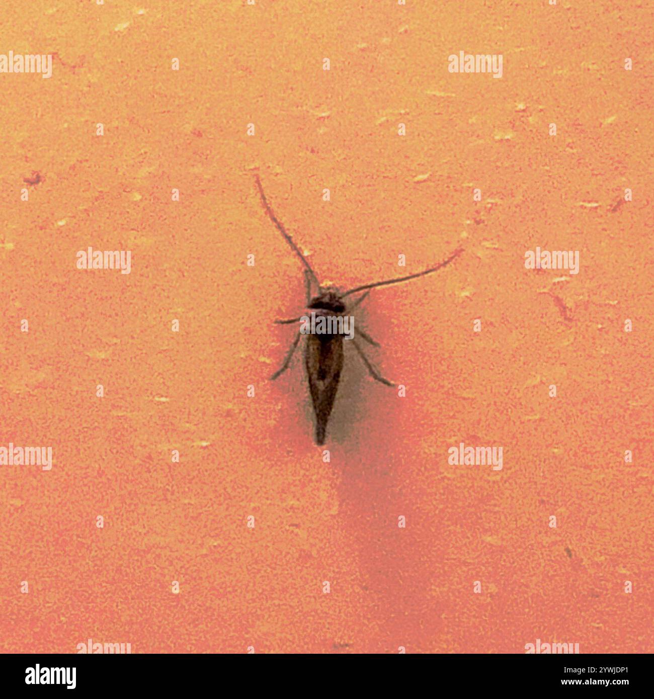 Barklice, Booklice, and Parasitic Lice (Psocodea Stock Photo - Alamy