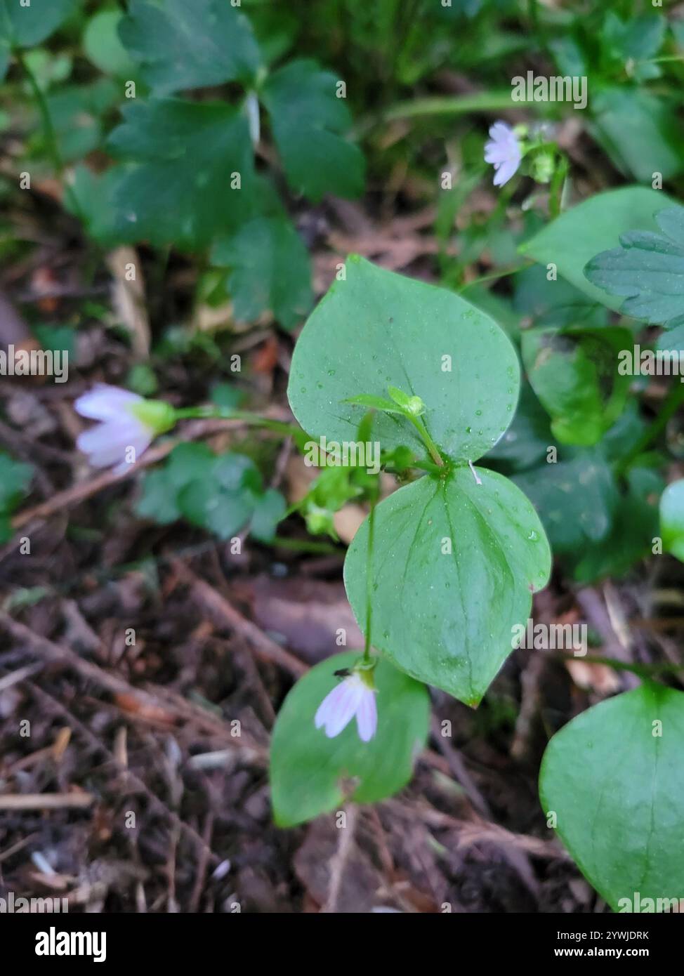 Candy Flower (Claytonia sibirica Stock Photo - Alamy