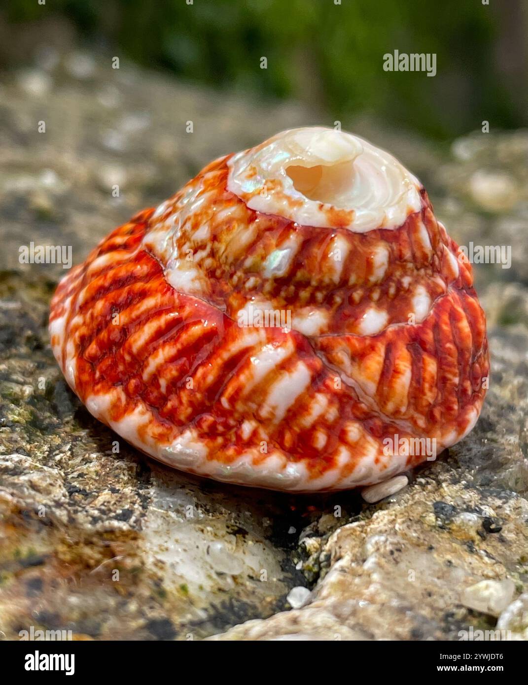 Red Turban Snail (Pomaulax gibberosus Stock Photo - Alamy