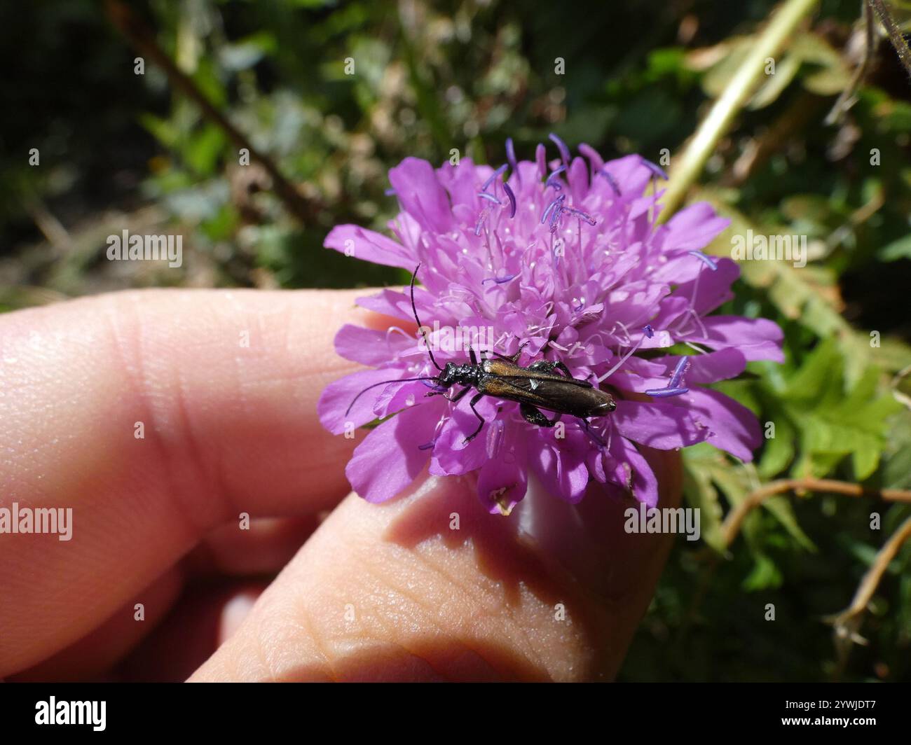 False Blister Beetles (Oedemeridae Stock Photo - Alamy