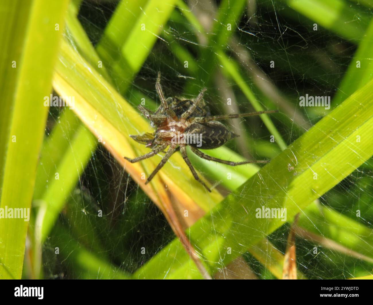 Labyrinth spider (Agelena labyrinthica Stock Photo - Alamy