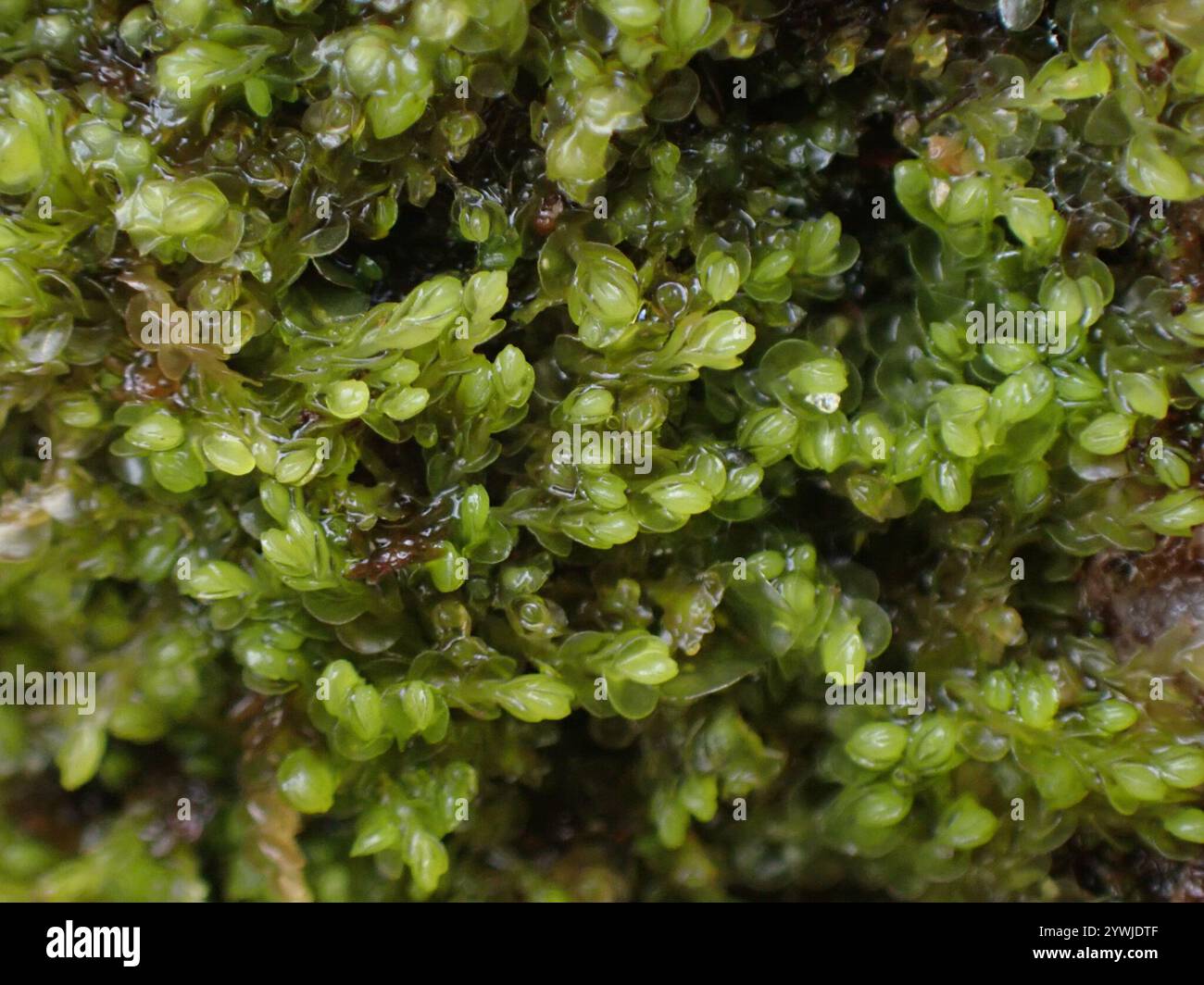Ladder Flapwort (Nardia scalaris Stock Photo - Alamy