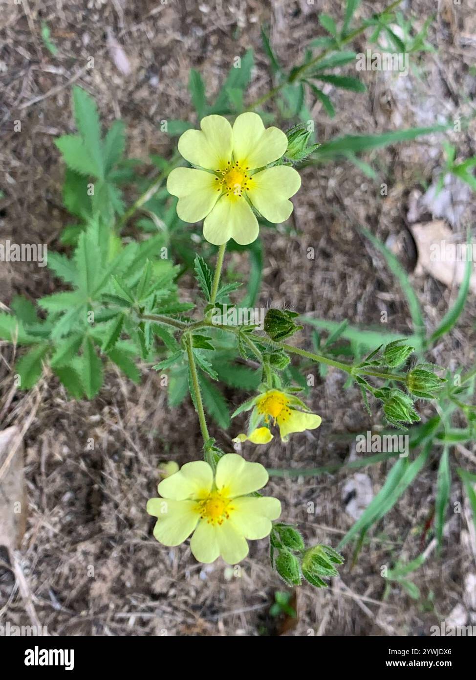 sulphur cinquefoil (Potentilla recta Stock Photo - Alamy