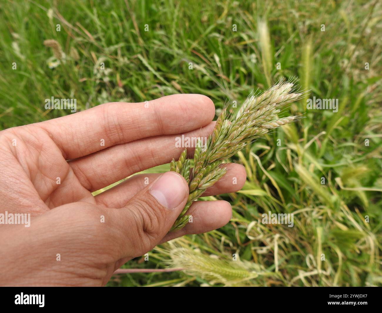 common soft brome (Bromus hordeaceus Stock Photo - Alamy