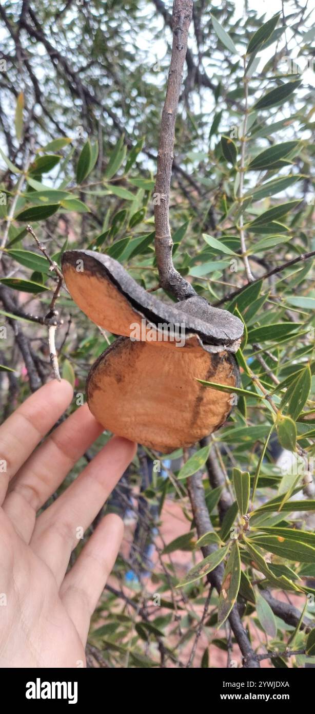 Common White Quebracho (Aspidosperma quebracho-blanco Stock Photo - Alamy