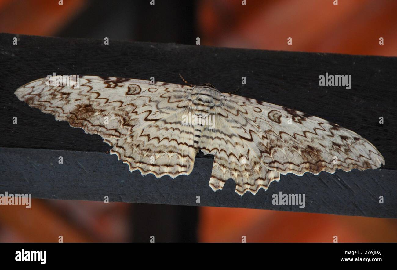 White Witch Moth (Thysania agrippina Stock Photo - Alamy