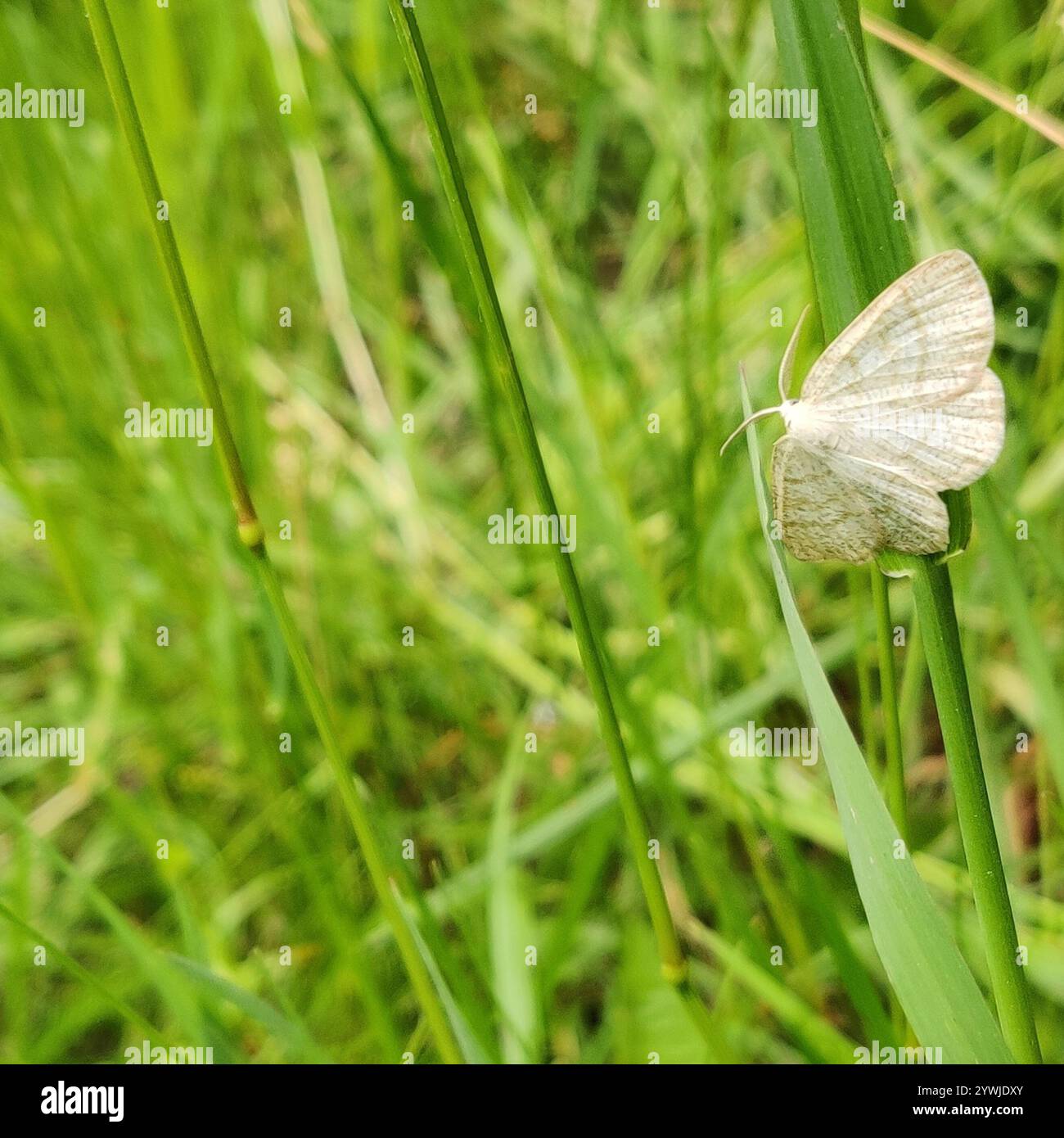 Cabera exanthemata hi-res stock photography and images - Alamy