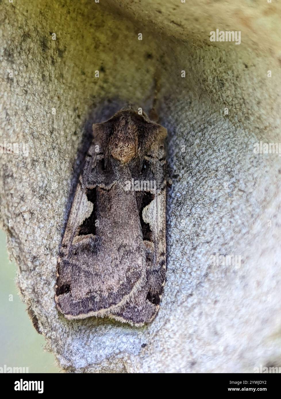 Setaceous Hebrew Character (Xestia c-nigrum Stock Photo - Alamy